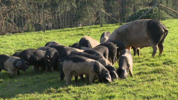 Celtagal | Productos de Porco Celta de Calidad Premium